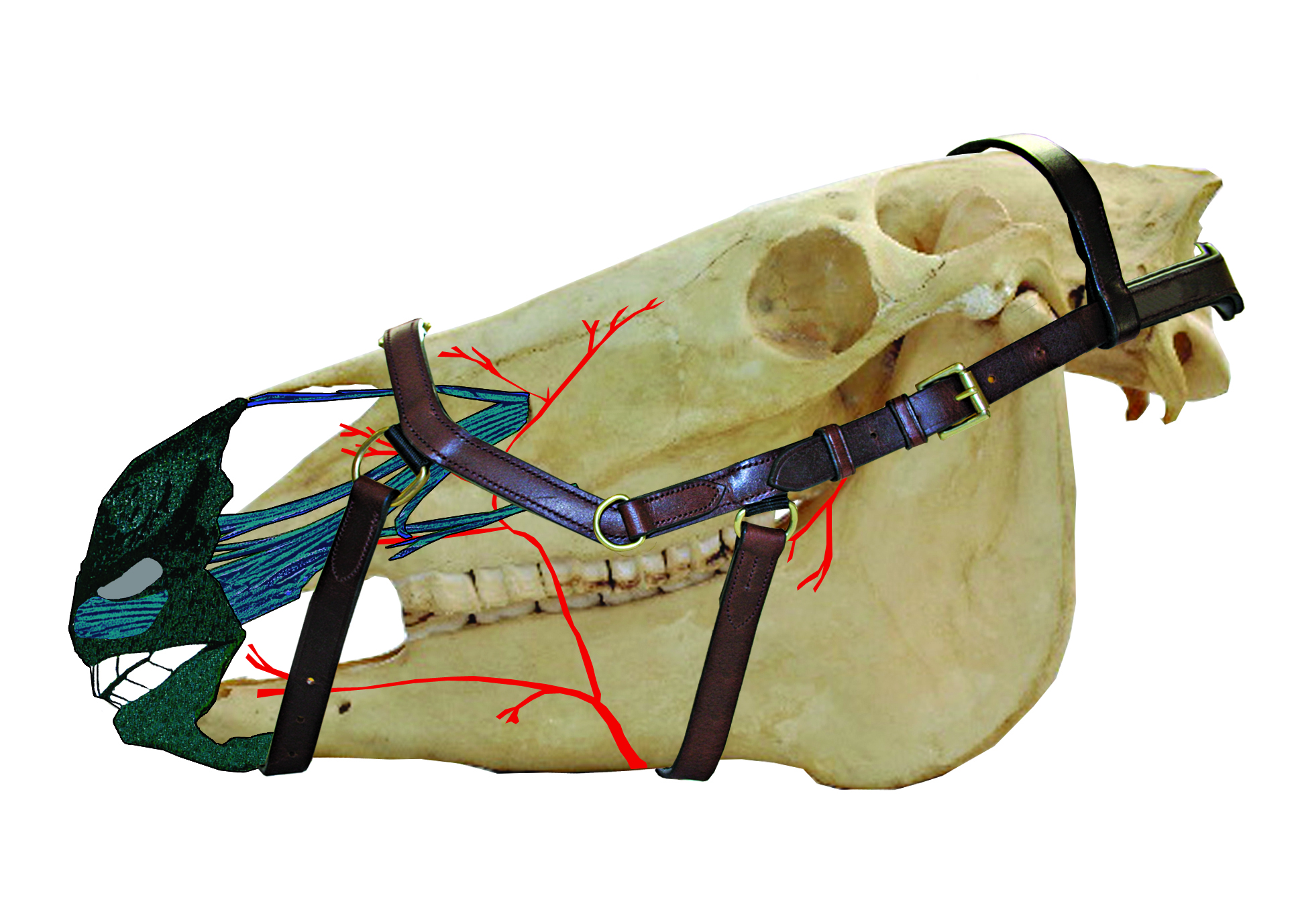 Anatomische Trensen: Nur ein Trend? - Reitsport Landenhausen