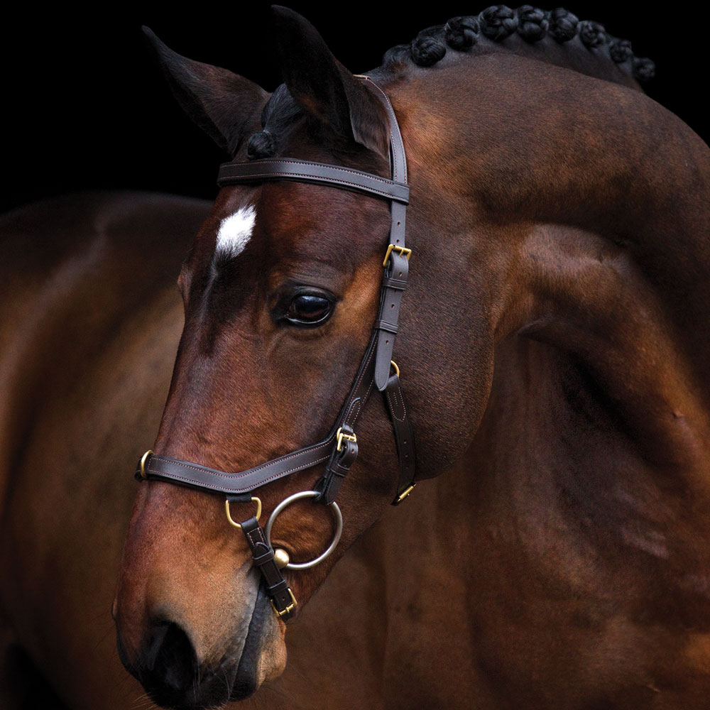 Anatomische Trensen: Nur ein Trend? - Reitsport Landenhausen