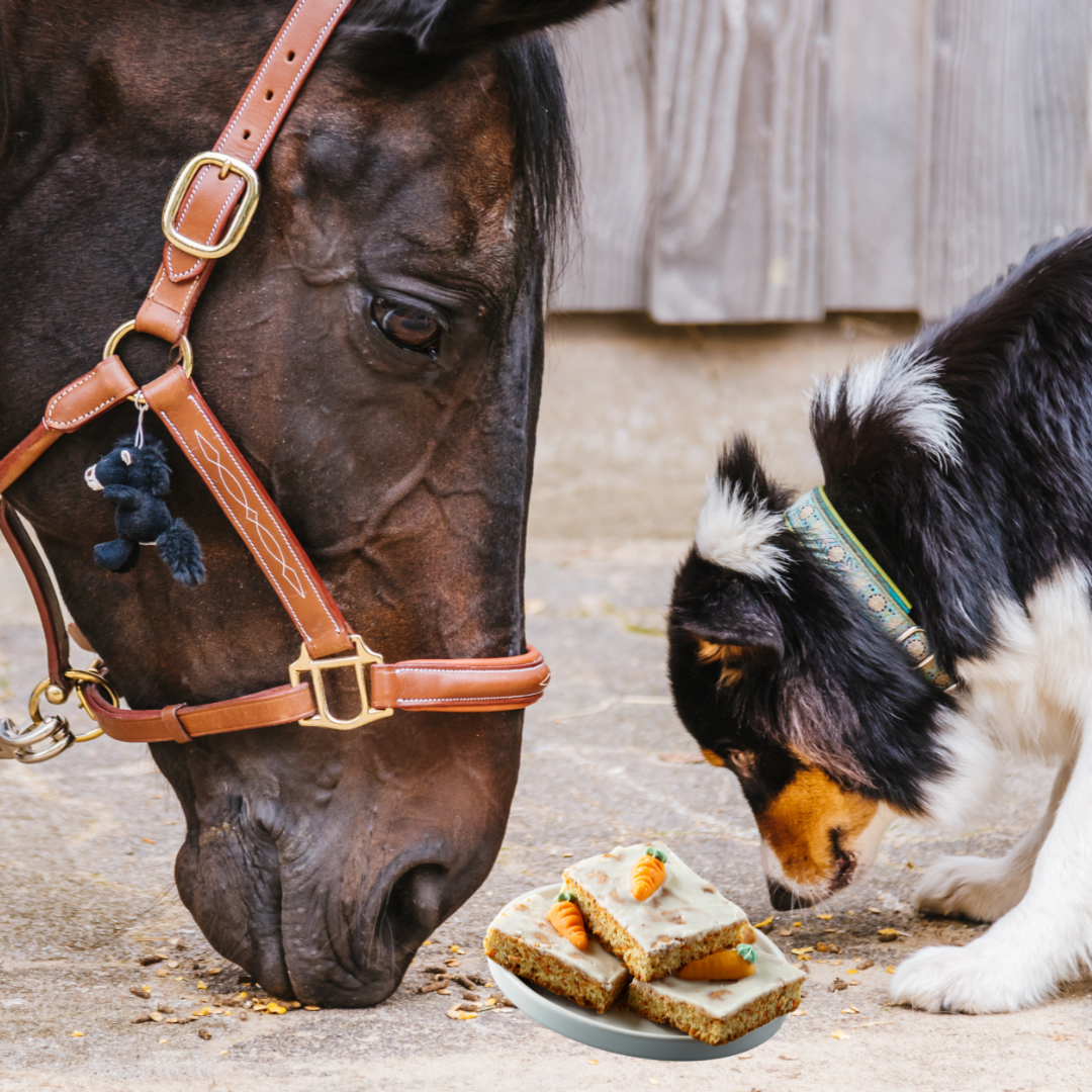 Karottenkuchen für dein Pferd - so geht's! - Reitsport Landenhausen